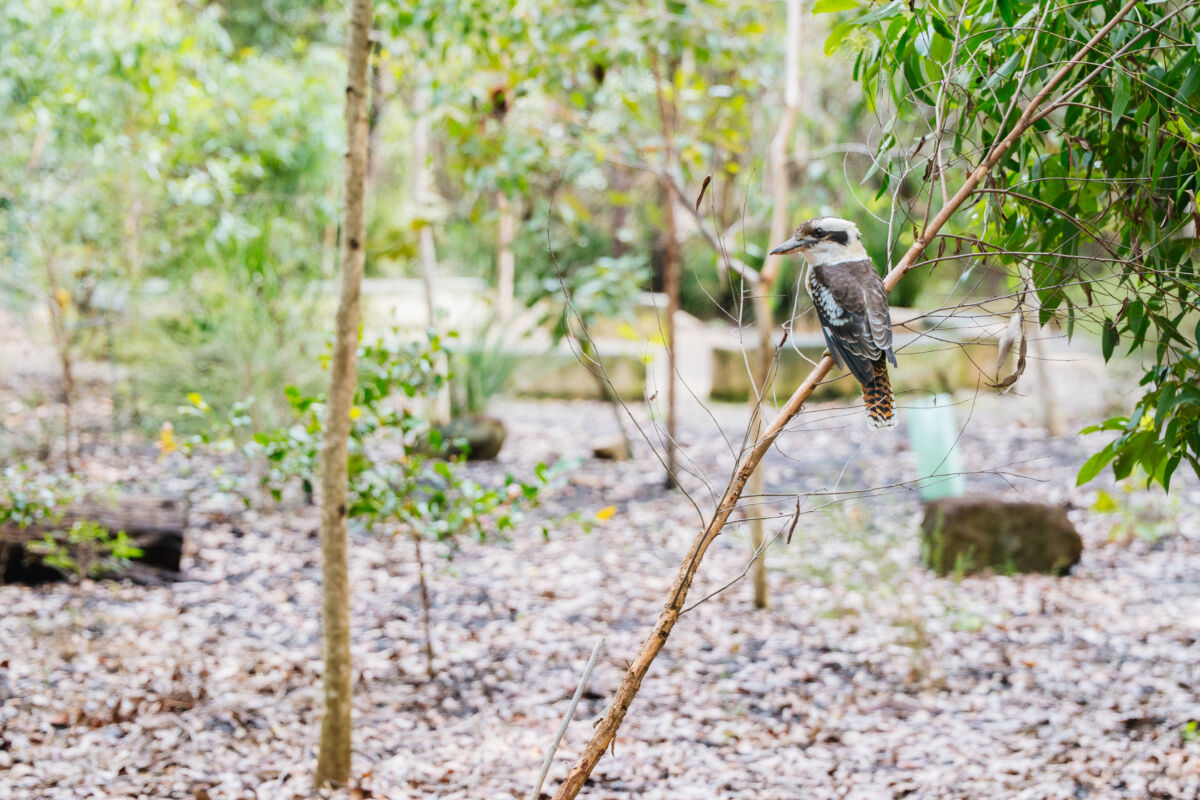 Griffith University: Restoring ecosystems through the Nature Positive ...